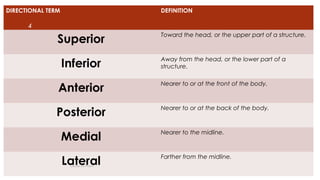 Basic anatomical terminology | PPT