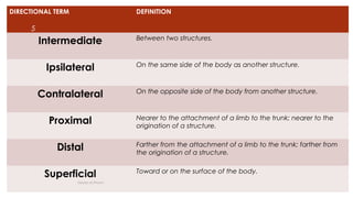 Basic anatomical terminology | PPT
