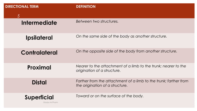 Basic anatomical terminology | PPT