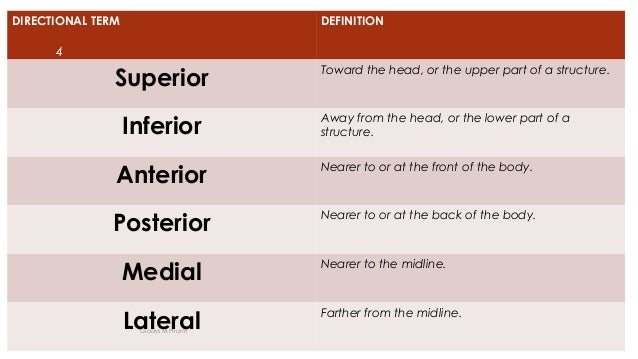 Basic Anatomical Terminology Basic Anatomical Terminology