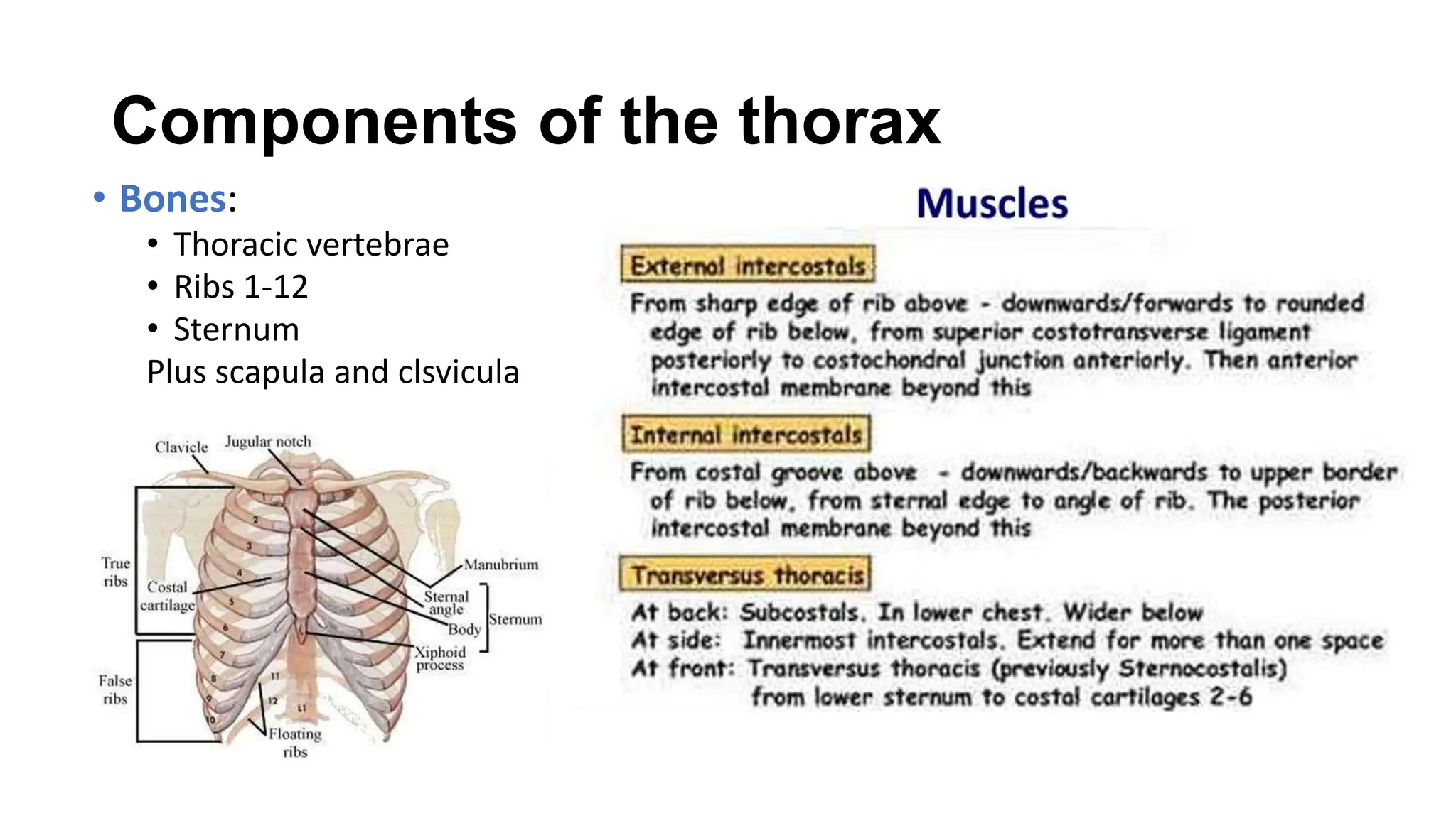 basic anatomi for toracic surgery 1.pptx