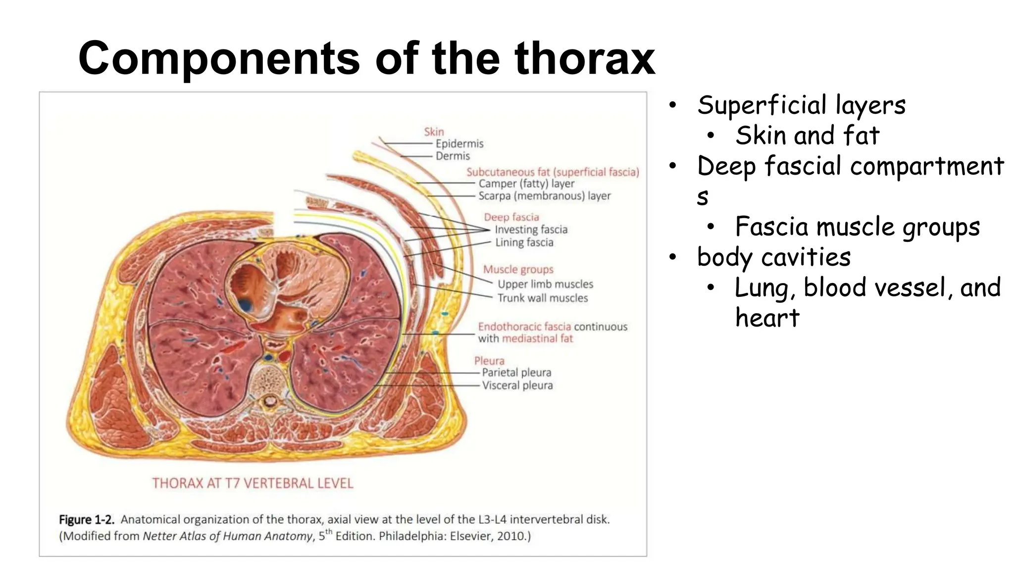 basic anatomi for toracic surgery 1.pptx