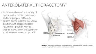 basic anatomi for toracic surgery 1.pptx