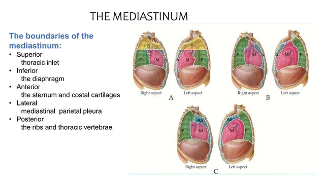 basic anatomi for toracic surgery 1.pptx