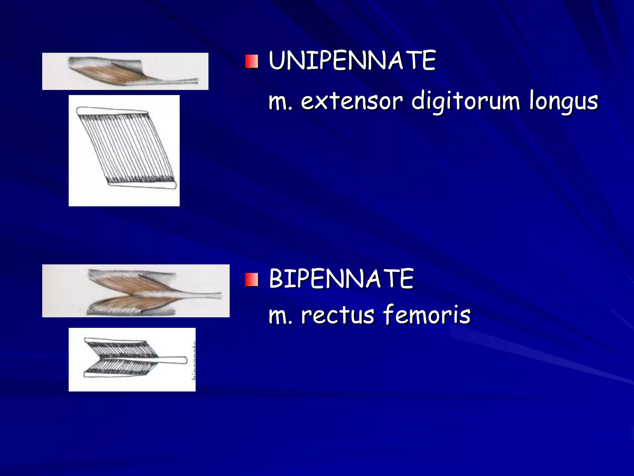 B asic anatomy SEMESTER 2 kd 2 anatomy | PPTX