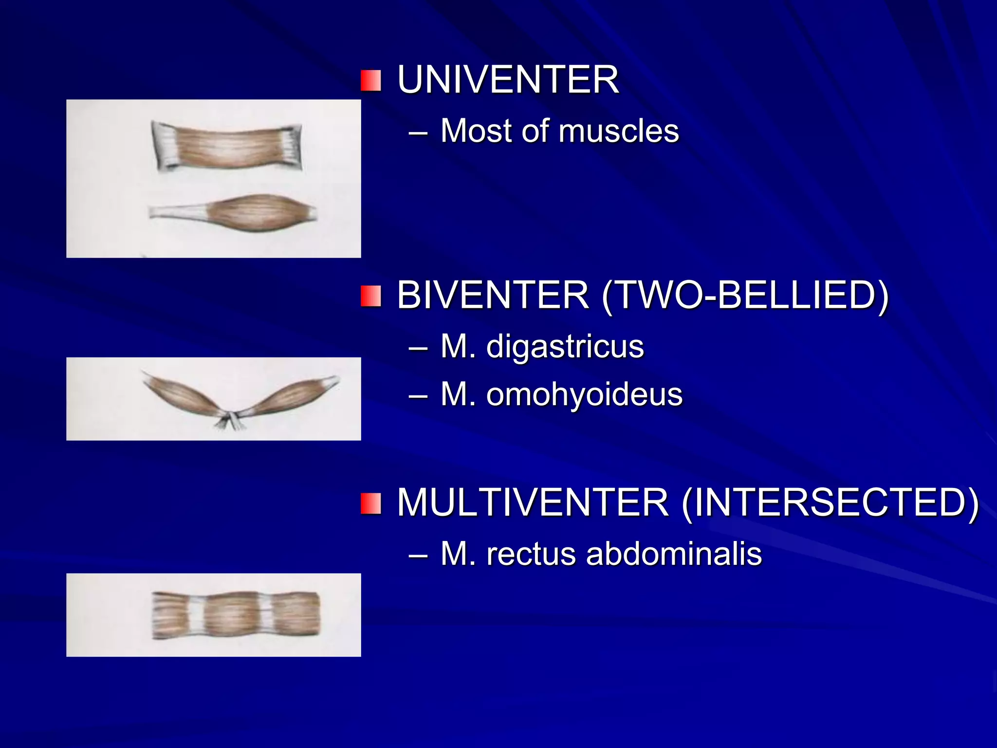 B asic anatomy SEMESTER 2 kd 2 anatomy | PPTX