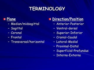 B asic anatomy SEMESTER 2 kd 2 anatomy | PPTX