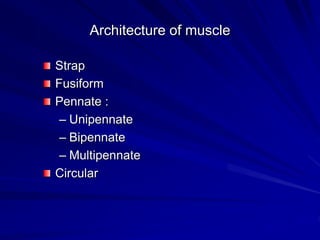 B asic anatomy SEMESTER 2 kd 2 anatomy | PPTX