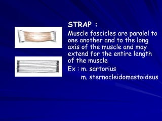 B asic anatomy SEMESTER 2 kd 2 anatomy | PPTX