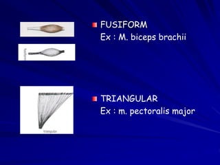 B asic anatomy SEMESTER 2 kd 2 anatomy | PPTX