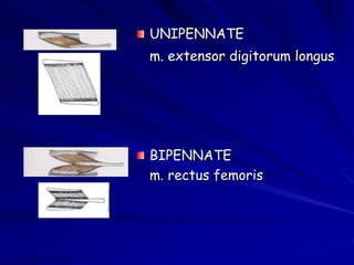 B asic anatomy SEMESTER 2 kd 2 anatomy | PPTX