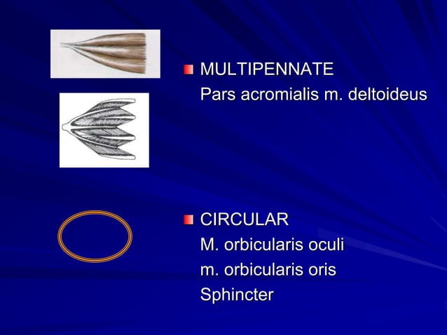 B asic anatomy SEMESTER 2 kd 2 anatomy | PPTX