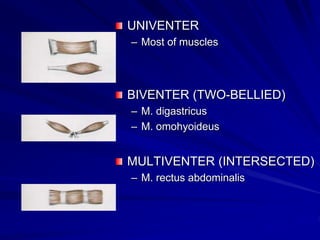 B asic anatomy SEMESTER 2 kd 2 anatomy | PPTX