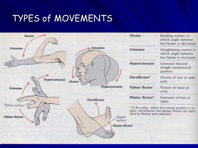 B asic anatomy SEMESTER 2 kd 2 anatomy | PPTX