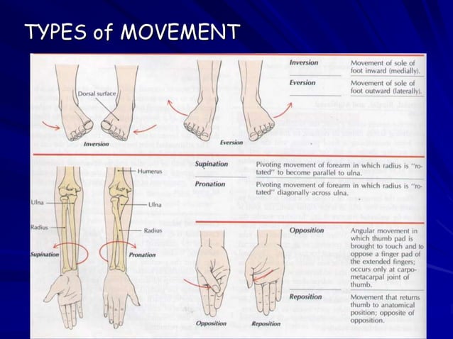B asic anatomy SEMESTER 2 kd 2 anatomy | PPTX