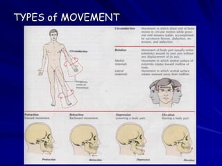 B asic anatomy SEMESTER 2 kd 2 anatomy | PPTX