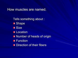 B asic anatomy SEMESTER 2 kd 2 anatomy | PPTX