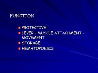 B asic anatomy SEMESTER 2 kd 2 anatomy | PPTX