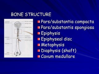B asic anatomy SEMESTER 2 kd 2 anatomy | PPTX
