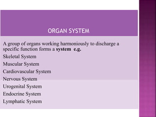 Basic anatomy | PPTX