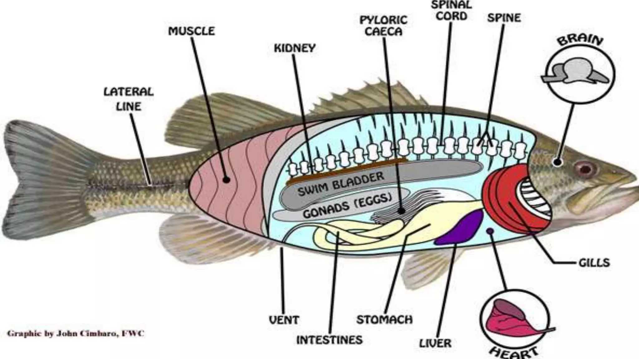 Basic fish anatomy | PPTX