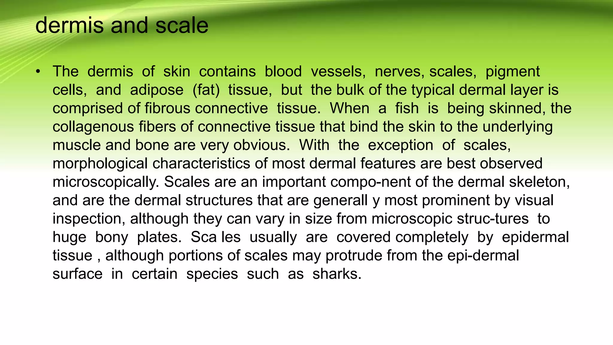 Basic fish anatomy | PPTX