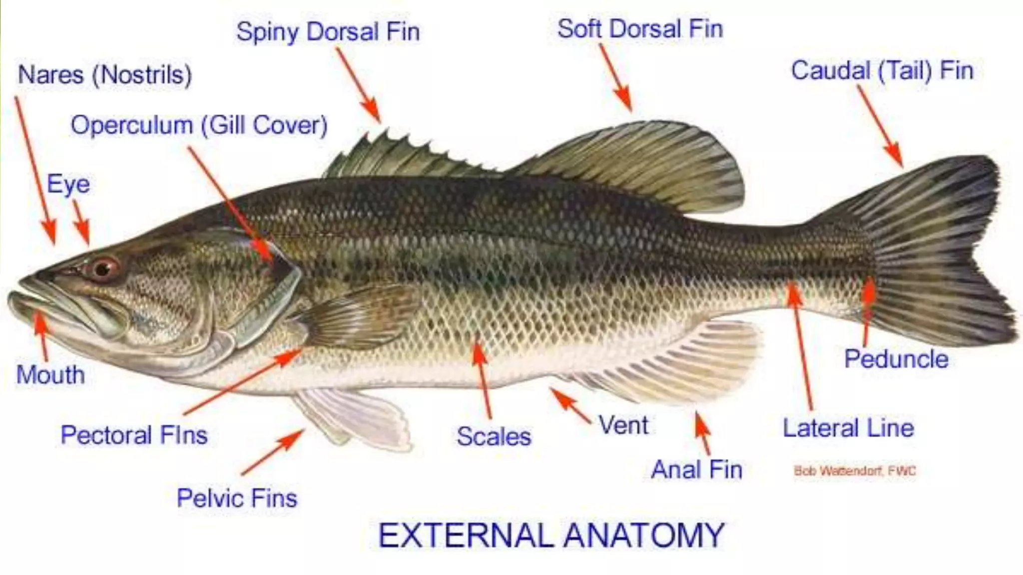 Basic fish anatomy | PPTX