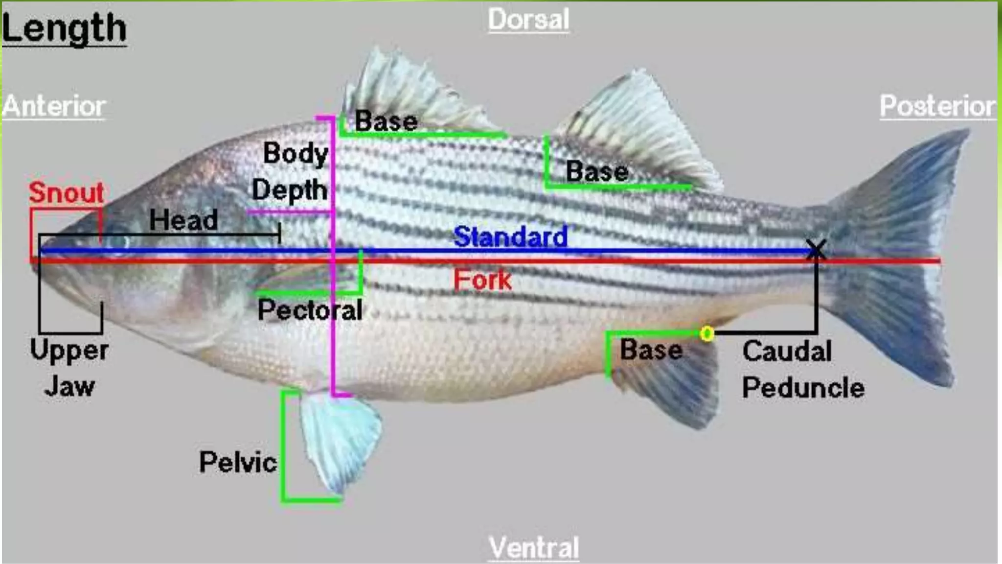 Basic fish anatomy | PPTX