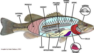Basic fish anatomy | PPTX