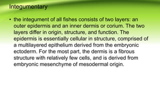 Basic fish anatomy | PPTX