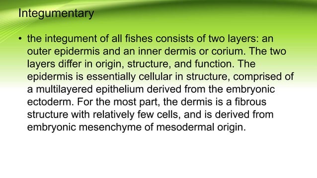 Basic fish anatomy | PPTX