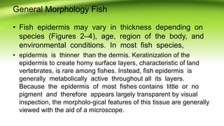 Basic fish anatomy | PPTX