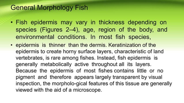 Basic fish anatomy | PPTX