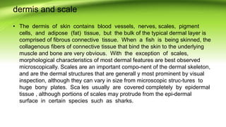 Basic fish anatomy | PPTX