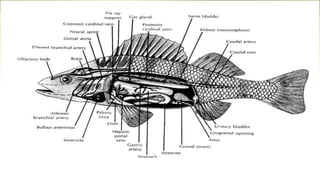 Basic fish anatomy | PPTX