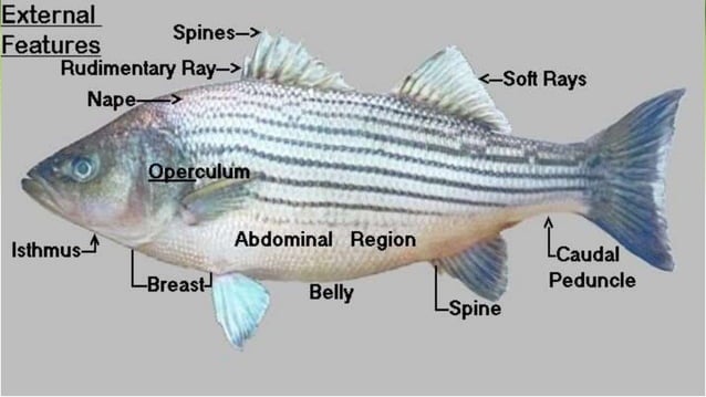 Basic fish anatomy | PPTX