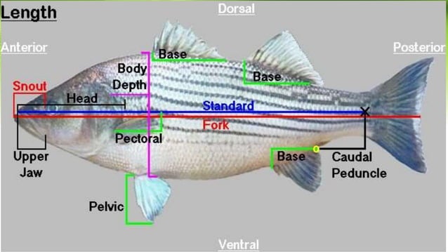Basic fish anatomy | PPTX