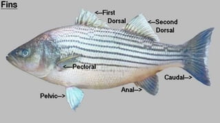 Basic fish anatomy | PPTX
