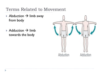 Basic Anatomy.pdf...Basic anatomy review on anatomical positions and ...