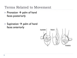 Basic Anatomy.pdf...Basic anatomy review on anatomical positions and ...