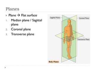 Basic Anatomy.pdf...Basic anatomy review on anatomical positions and ...