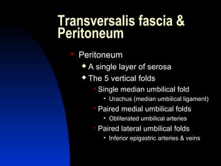 Basic anatomy 1 | PPT