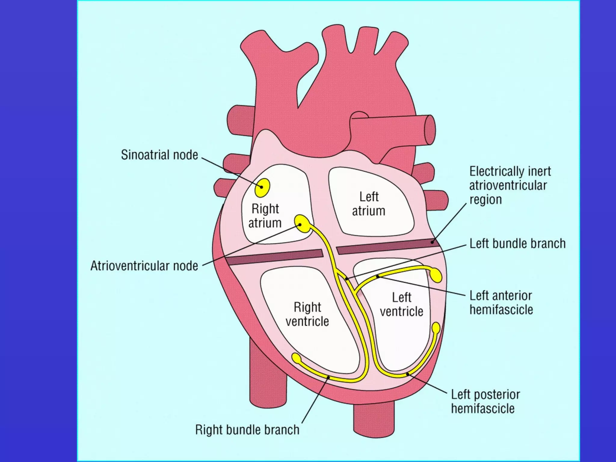 Cardio Vascular Anatomy & ECG | PPT