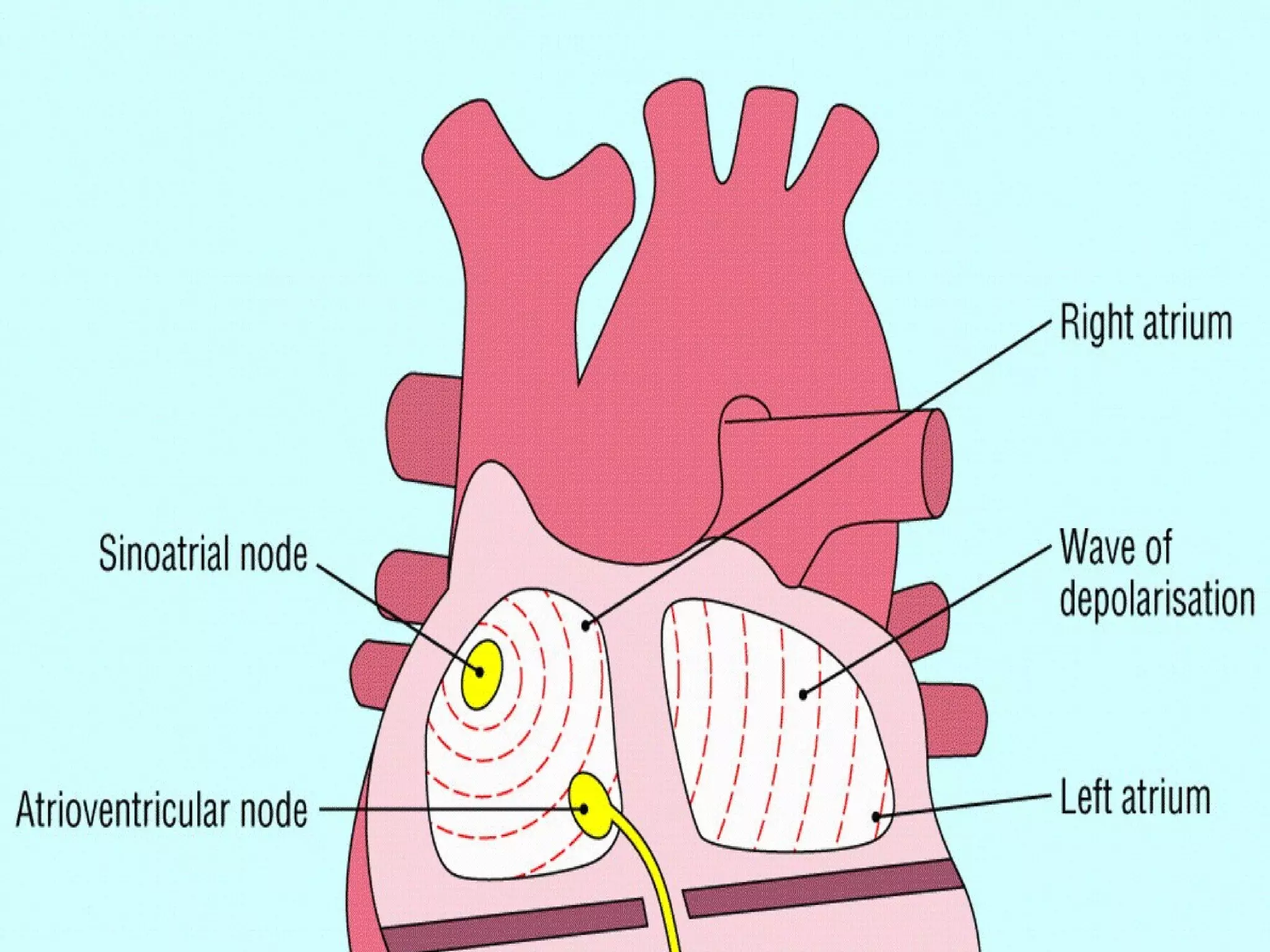 Cardio Vascular Anatomy & ECG | PPT