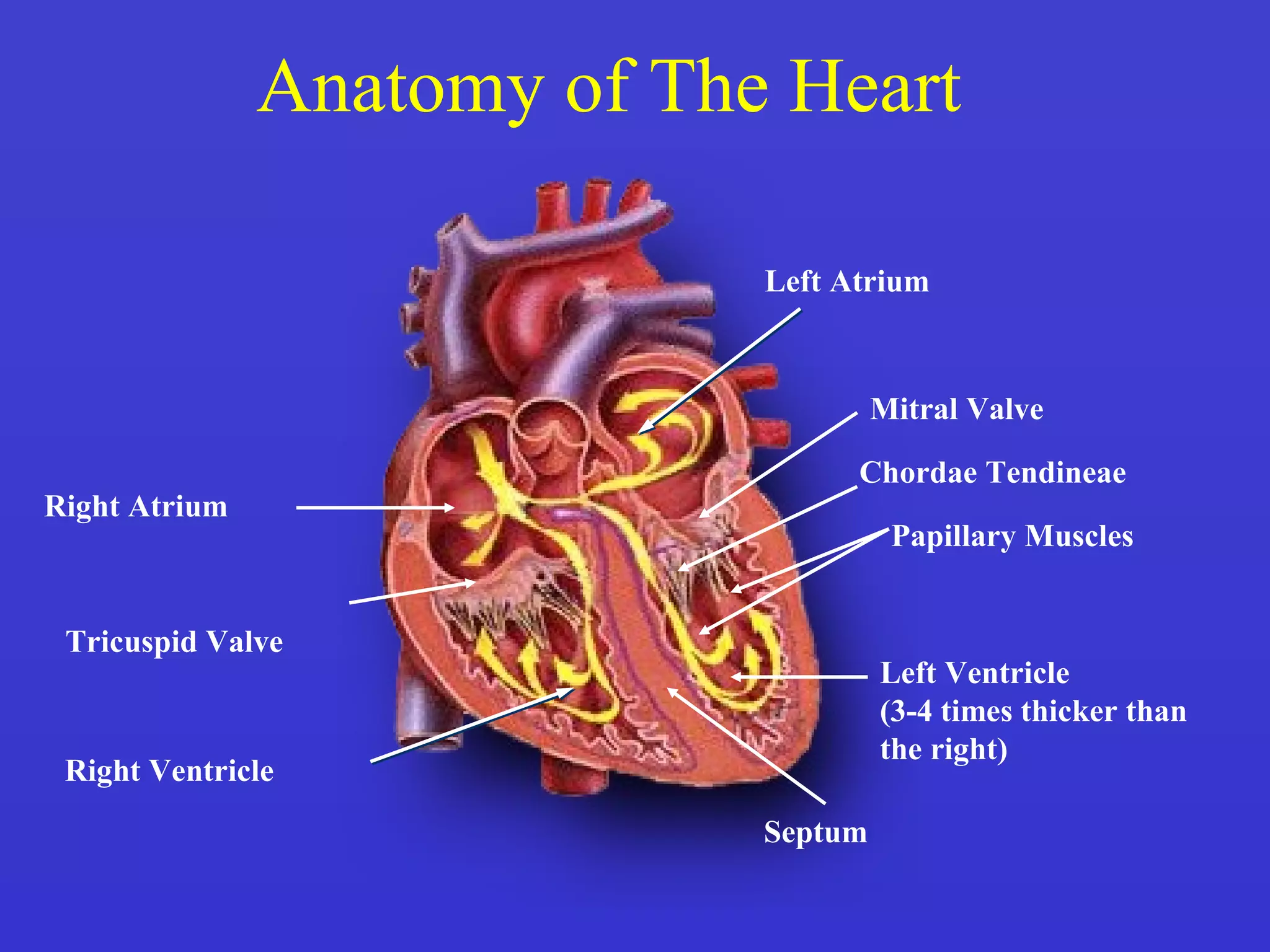 Cardio Vascular Anatomy & ECG | PPT