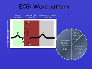 Cardio Vascular Anatomy & ECG | PPT