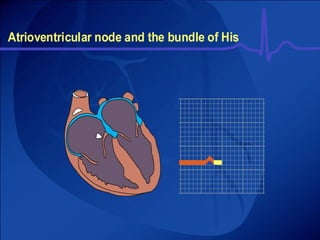 Cardio Vascular Anatomy & ECG | PPT