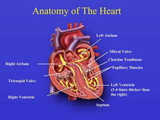 Cardio Vascular Anatomy & ECG | PPT