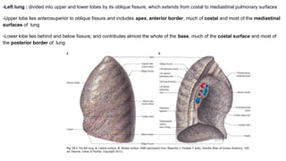 Basic anatomy of Lungs and Spirometry | PPTX