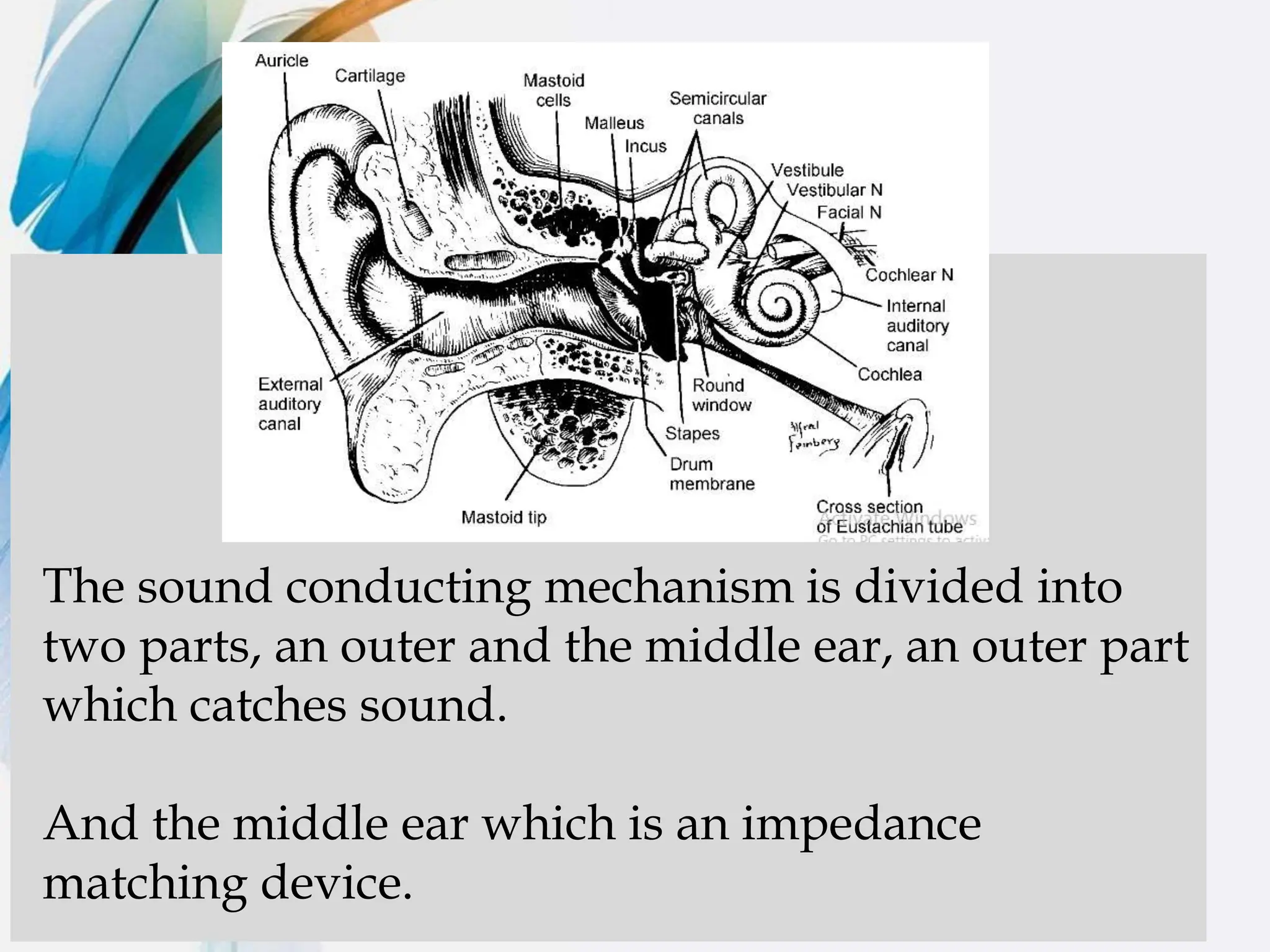 Basic anatomy and Phisiology in hearing.pptx